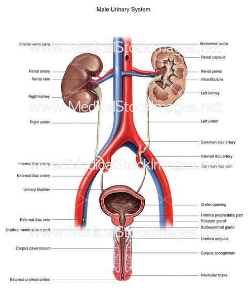 Male And Female Urinary System Diagram