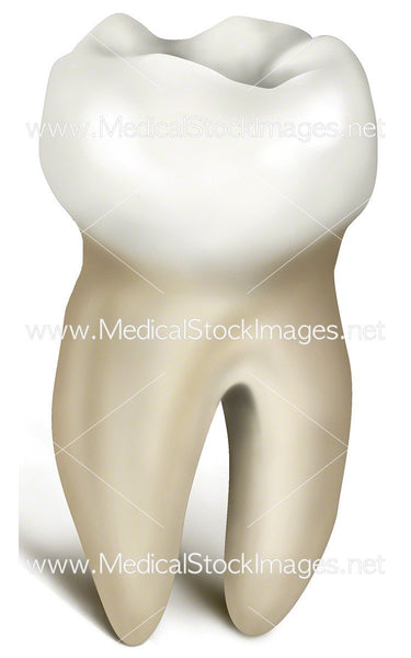 Interesting Facts About Human Teeth – Medical Stock Images Company