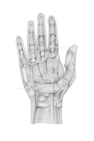 Interesting Facts & Illustrations About the Hand – Medical Stock Images ...