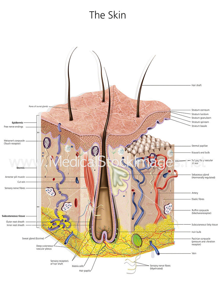 Parts Of The Skin Diagram Labeled