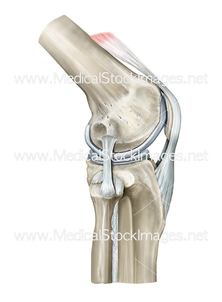 Lateral Knee Anatomy Diagram