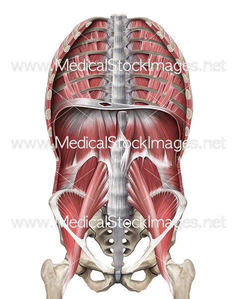 Highly Detailed Ventral Cavity Trunk Muscle Illustration – Medical ...