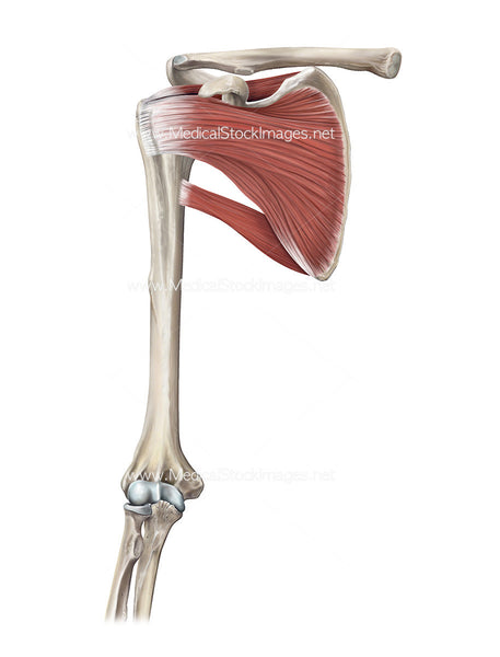Muscle Rotator Cuff Muscles and Associated Bony Anatomy – Medical Stock ...