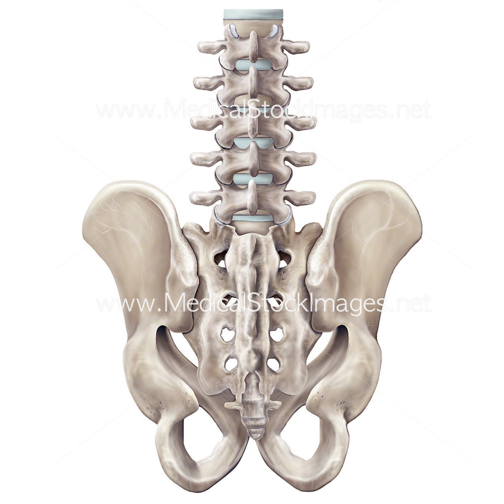 Lumbar Spine Posterior View
