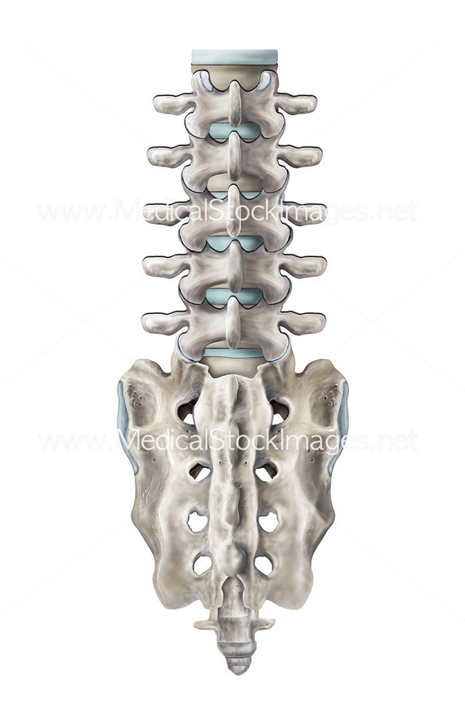 Clinical Anatomy Of The Lumbar Spine And Sacrum