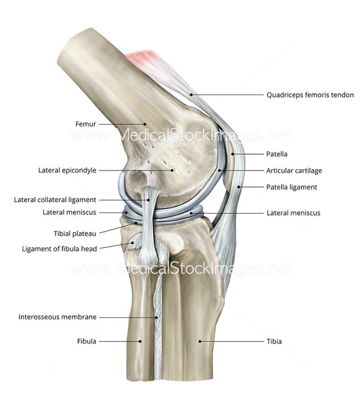 Lateral Healthy Knee - Labelled Medical Illustration – Medical Stock ...