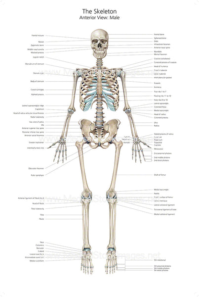 Full Size Skeleton Anterior View with Labelling – Medical Stock Images ...