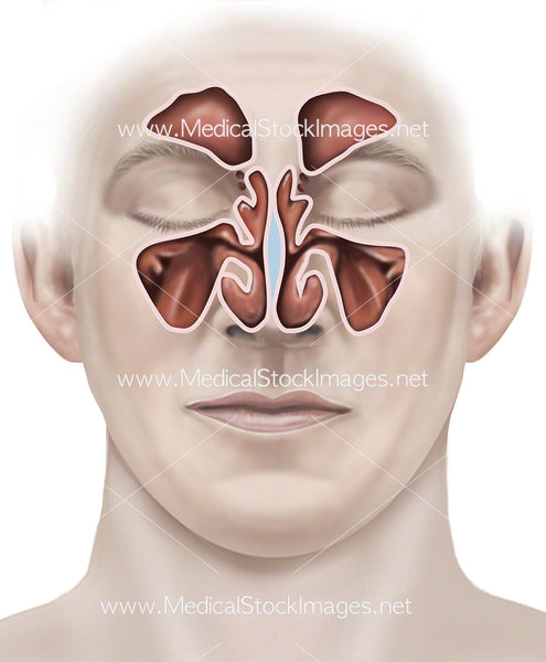 Normal Sinus Anatomy – Medical Stock Images Company