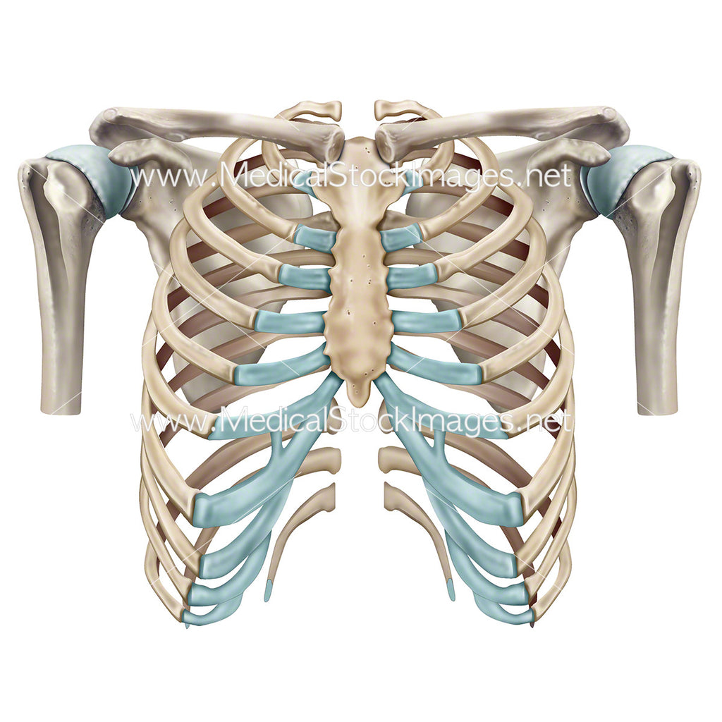 Shoulder Rib Bone Diagram
