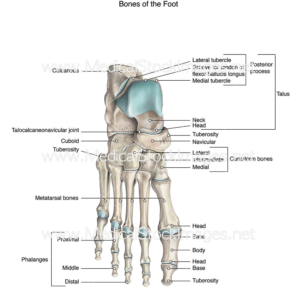 Foot Bone Diagram