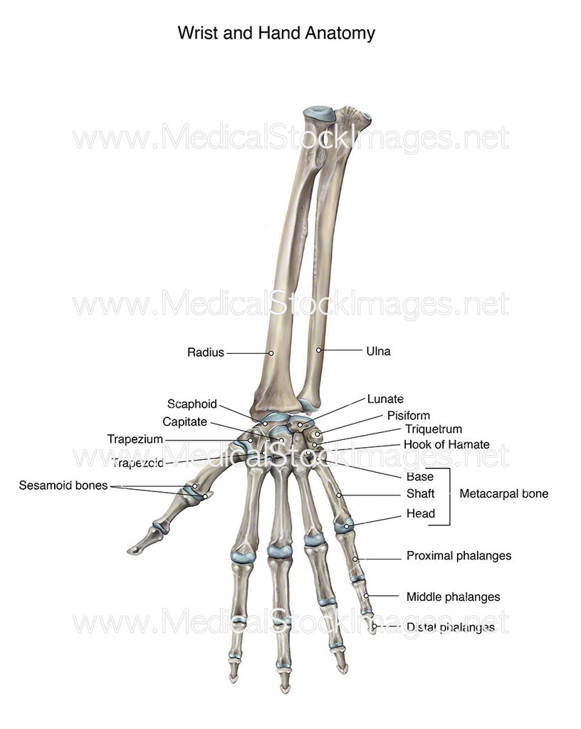 Bones Of The Hand And Wrist Diagram