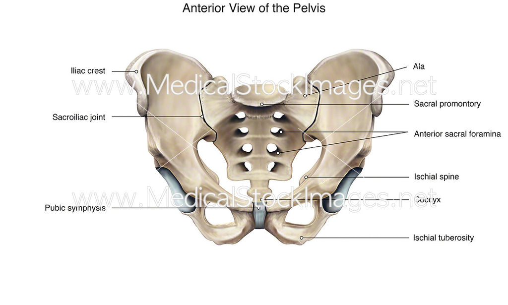 Pelvis Anterior View Labeled