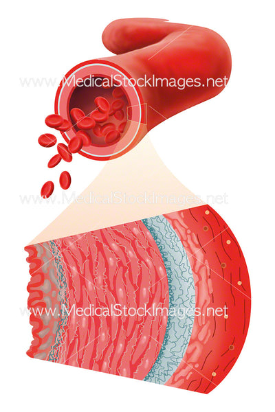 Structure of an Artery Wall – Medical Stock Images Company