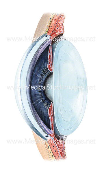 Eye in Transverse Section – Medical Stock Images Company