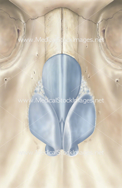 Skeleton Nasal Region – Medical Stock Images Company