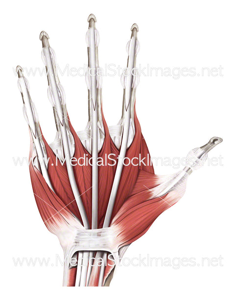 Superficial Muscles of the Hand – Medical Stock Images Company
