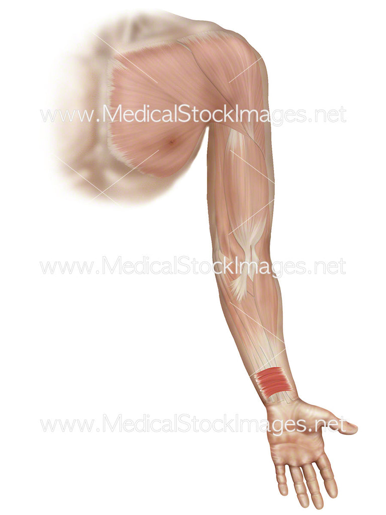 Upper Arm Muscles Unlabeled