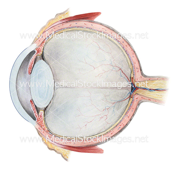 Eye Cross Section in Watercolour – Medical Stock Images Company