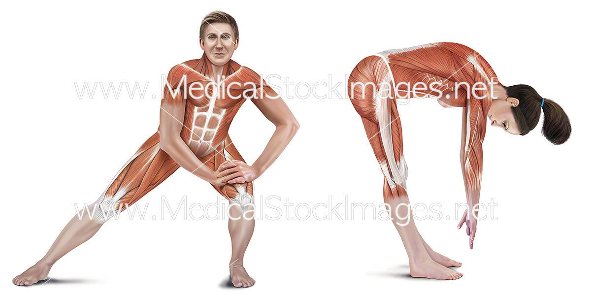 standing hamstring adductor stretch