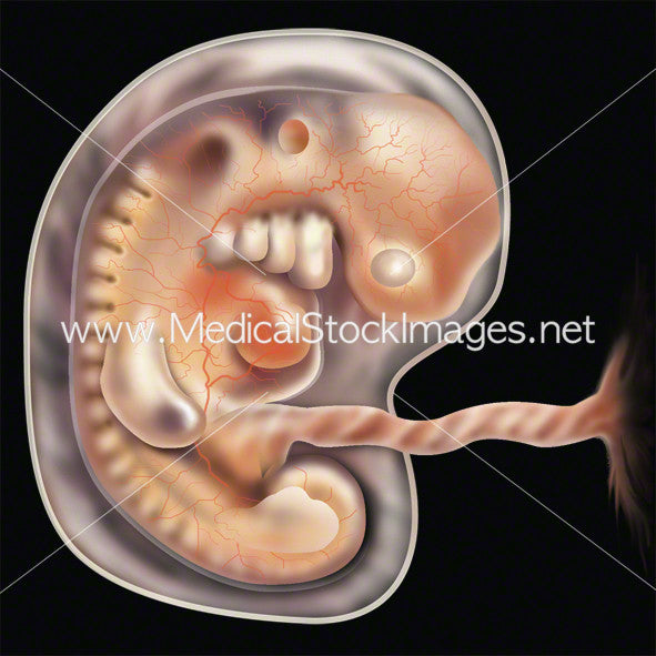 Week 5 Fetal Development – Medical Stock Images Company