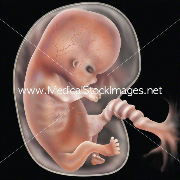 Week 8 Fetal Development – Medical Stock Images Company