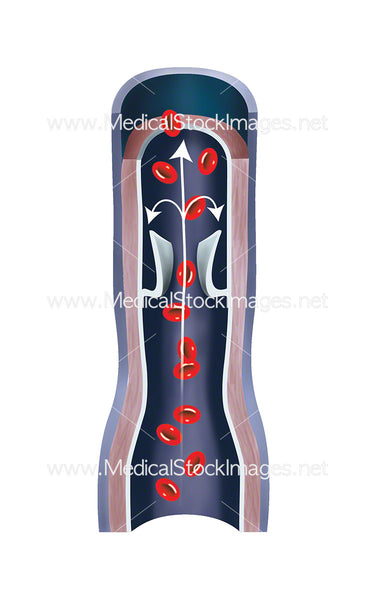 Venous Return Flow with Open Valve – Medical Stock Images Company