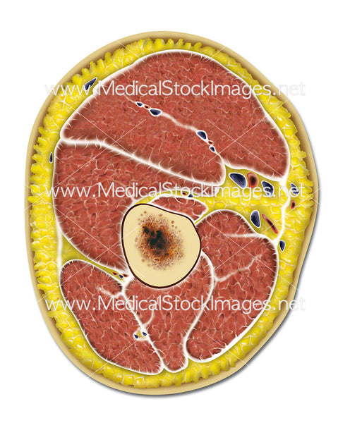 Transverse Section of the Arm – Medical Stock Images Company