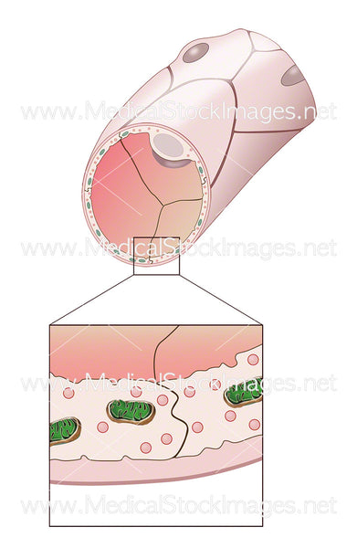 Capillary Wall – Medical Stock Images Company