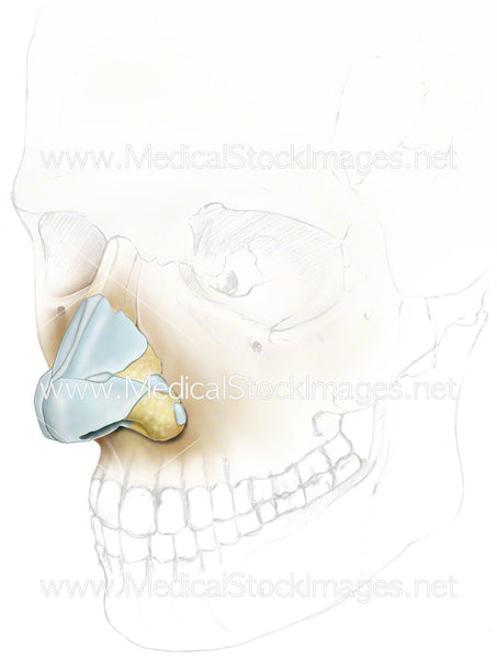 Skeletal View of Nose – Medical Stock Images Company