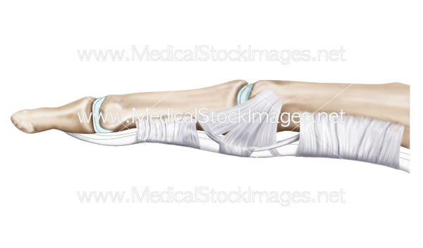 Ligaments of the Middle Finger – Medical Stock Images Company