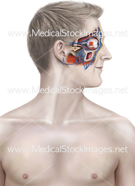 Vascular Eye Anatomy – Medical Stock Images Company
