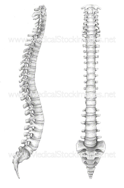 Spinal Column in Anterior and Lateral View – Medical Stock Images Company