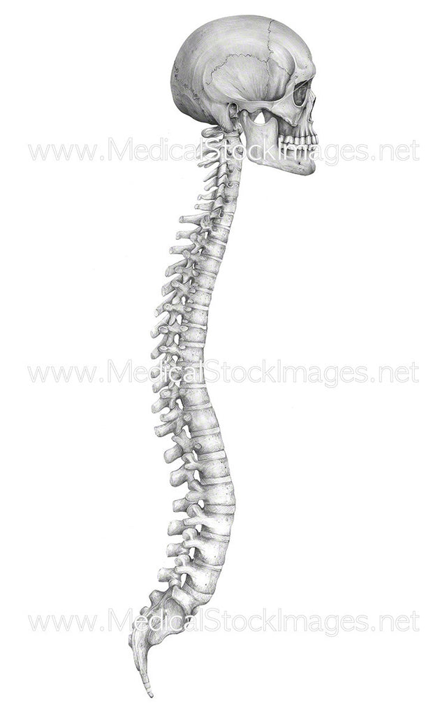 Skeleton Spine Drawing