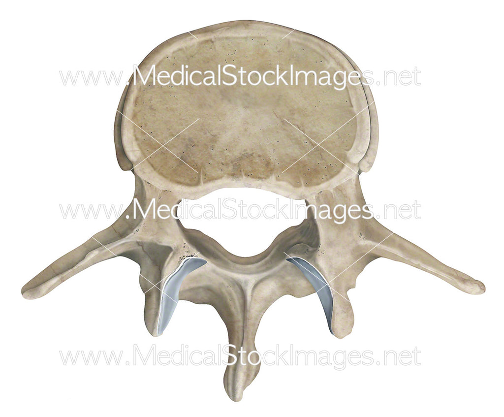 Lumbar Vertebrae Diagram Superior View