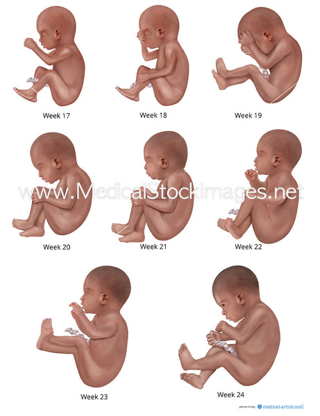 Fetal Development from Week 17 to 24. (African heritage). – Medical ...