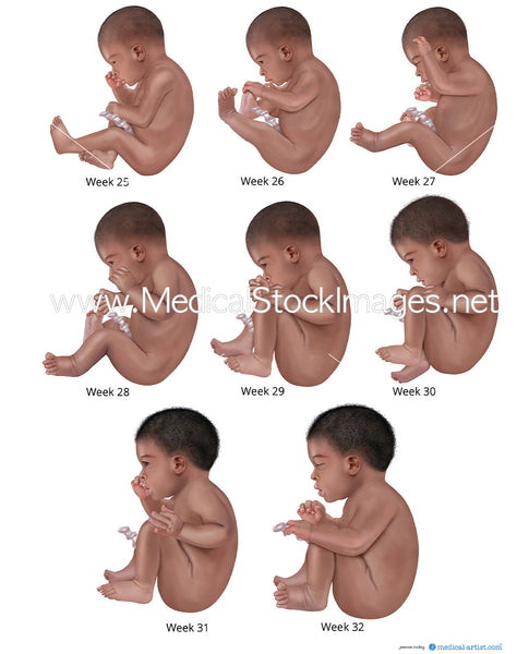 Fetal Development from Week 25 to 32 (African heritage). – Medical ...