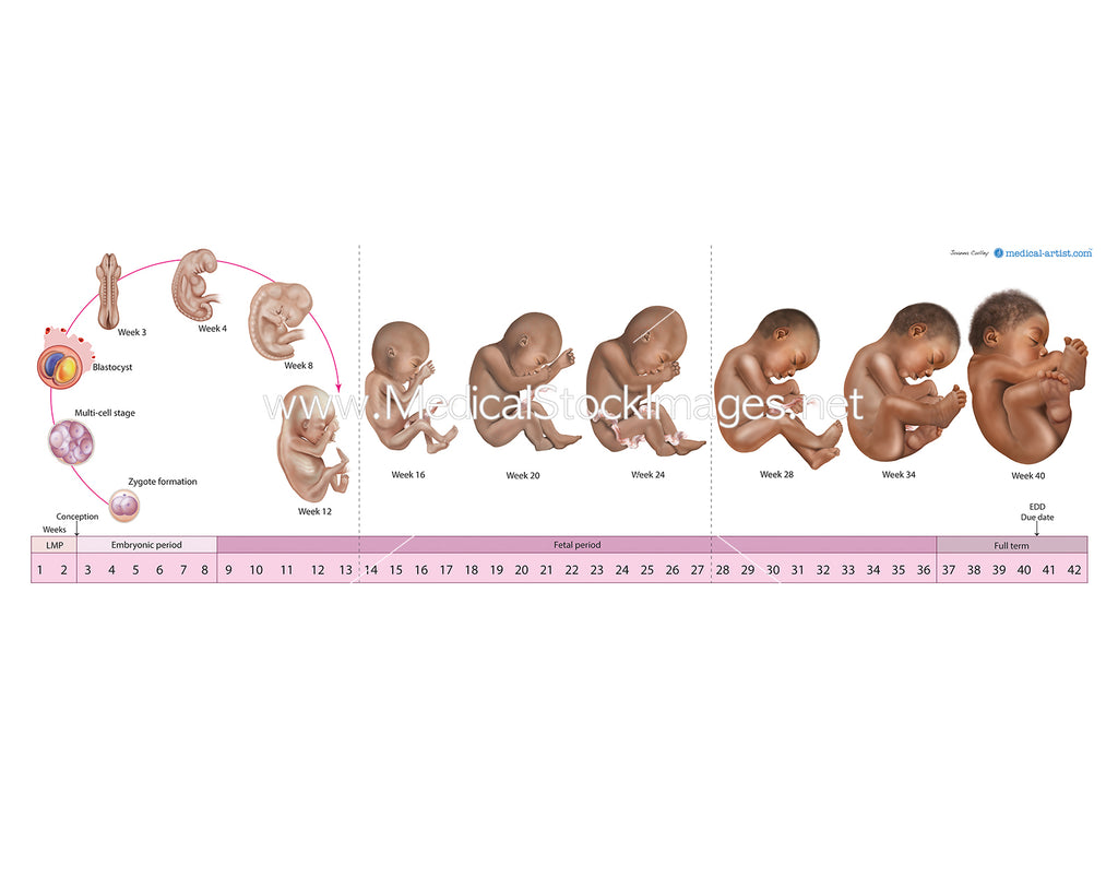 Pregnancy Timeline From Conception 11,900+ Pregnancy Stages Stock