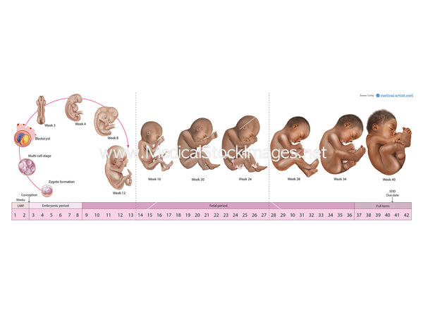 Timeline of Pregnancy by Trimester with Individual Illustrations (Afri ...