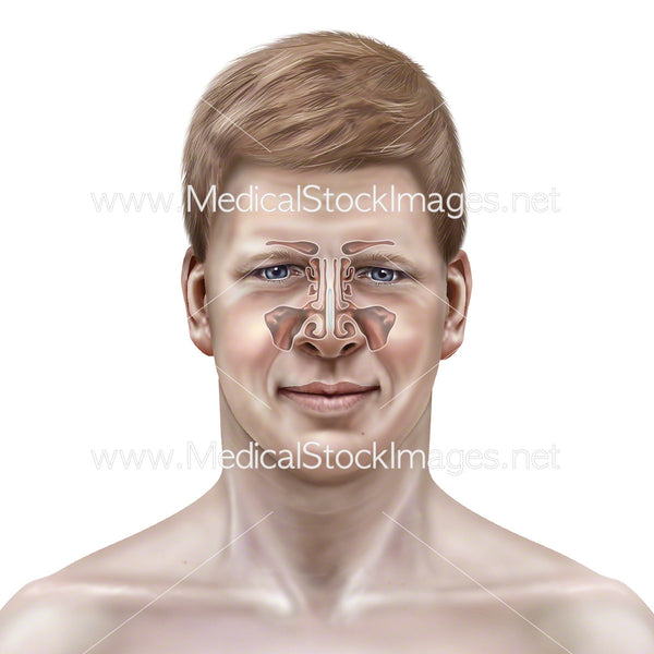 Coronal Sinuses – Medical Stock Images Company